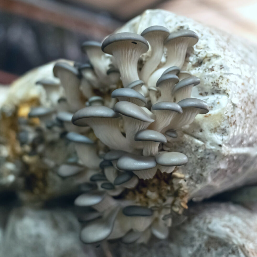 Mushroom Extraction, Quality & Testing - Blue Toad Botanicals