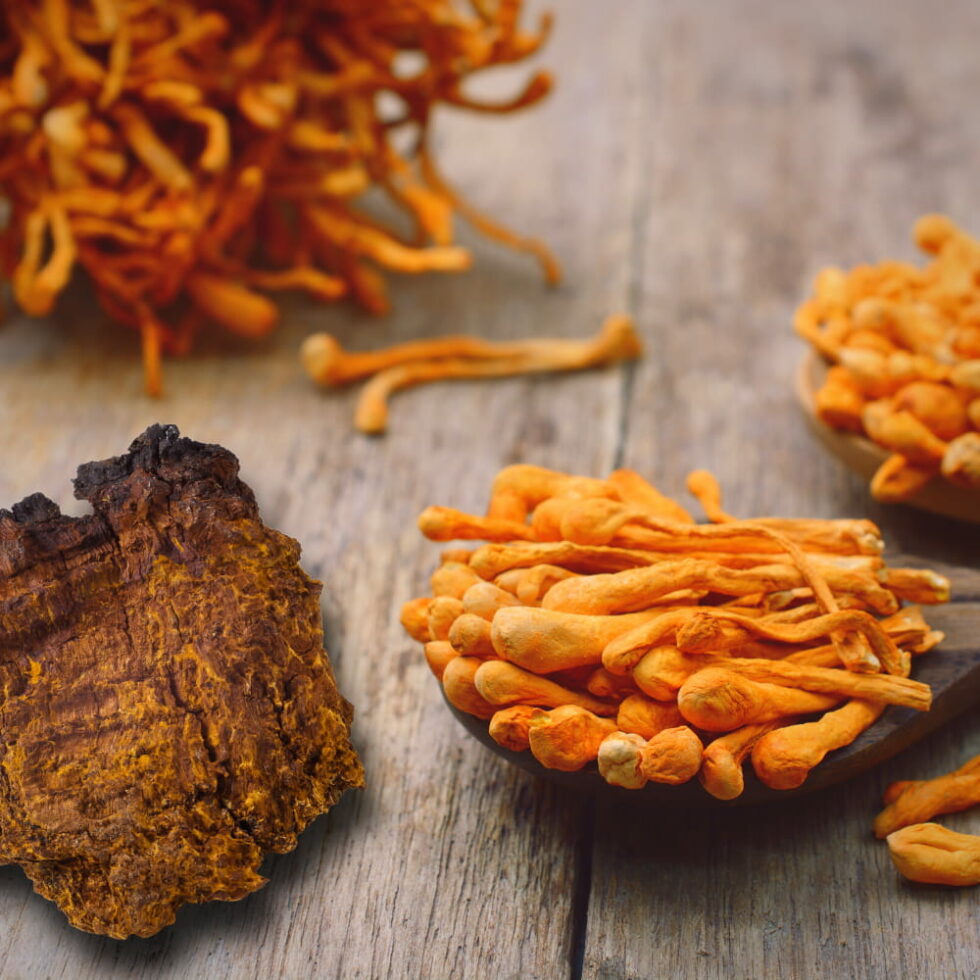 What Are Functional Mushrooms? - Blue Toad Botanicals